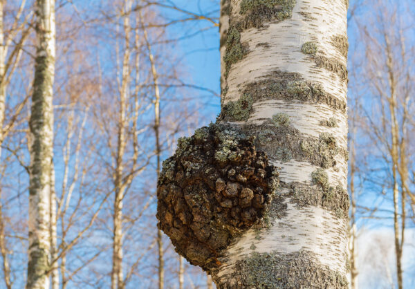 The “Mushroom of Immortality" Wild Chaga Mushroom Benefits Explained ...