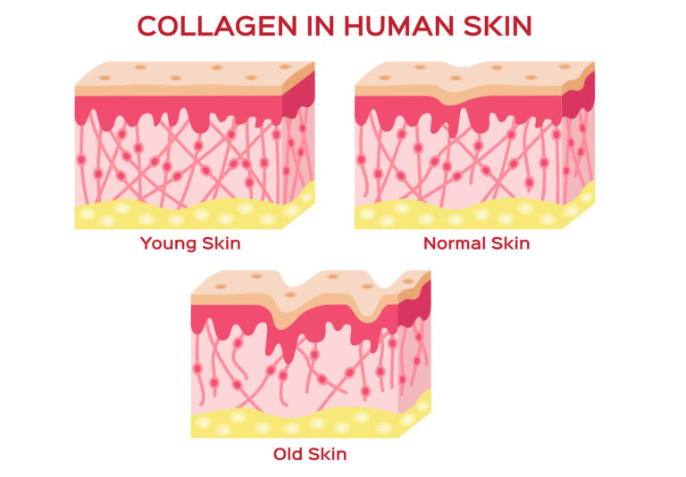 Enzymes Made Simple: How They Work and the Collagen Connection - North ...